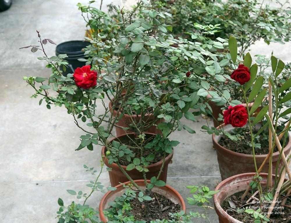 Photo of the entire plant of Rose (Rosa 'Mirandy') posted by kbw664 ...