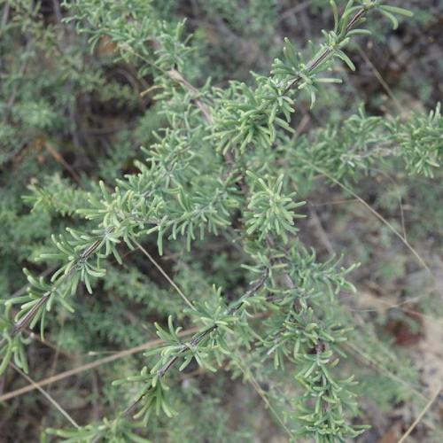 False Rosemary (Conradina canescens) - Garden.org
