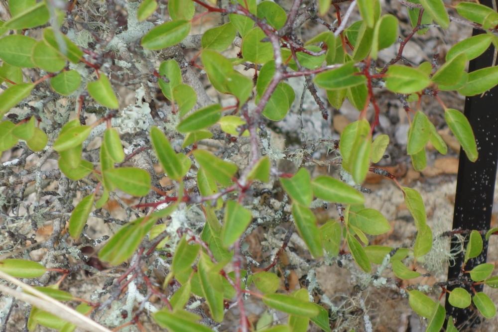 Photo of the leaves of Scrub Plum (Prunus geniculata) posted by ...