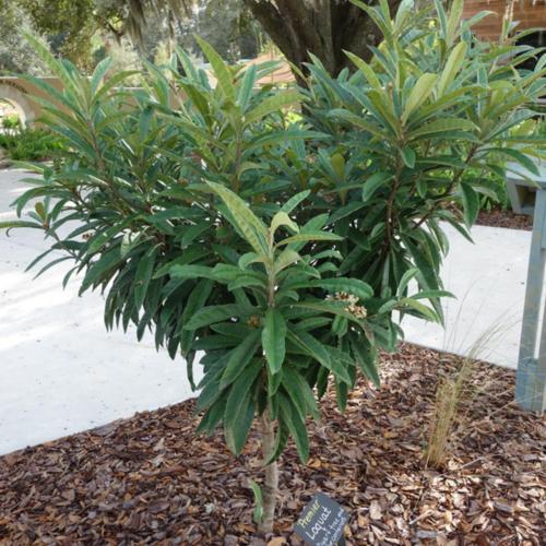 Loquat (Rhaphiolepis bibas 'Premier') - Garden.org