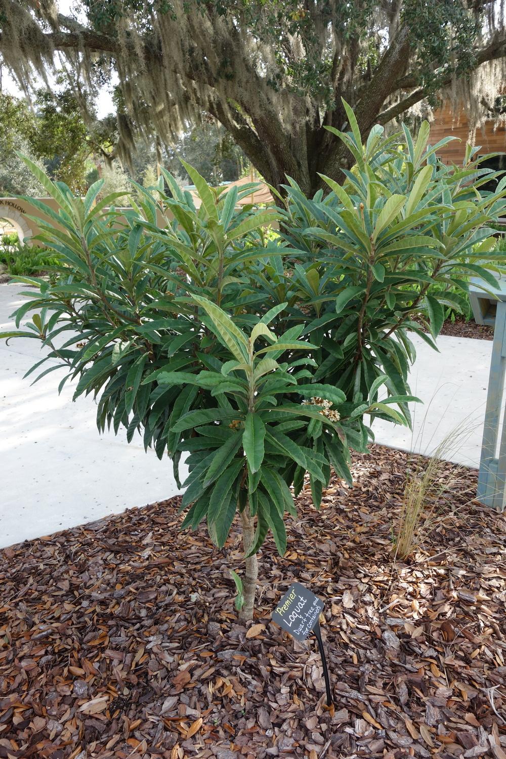 Loquat (Rhaphiolepis bibas 'Premier') - Garden.org