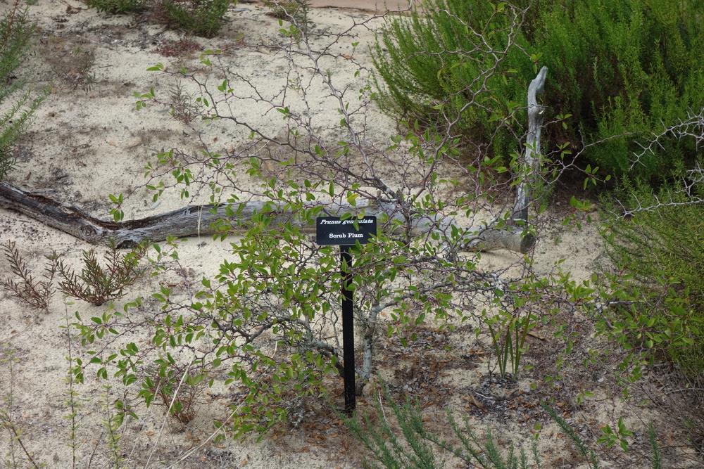 Photo of the entire plant of Scrub Plum (Prunus geniculata) posted by ...