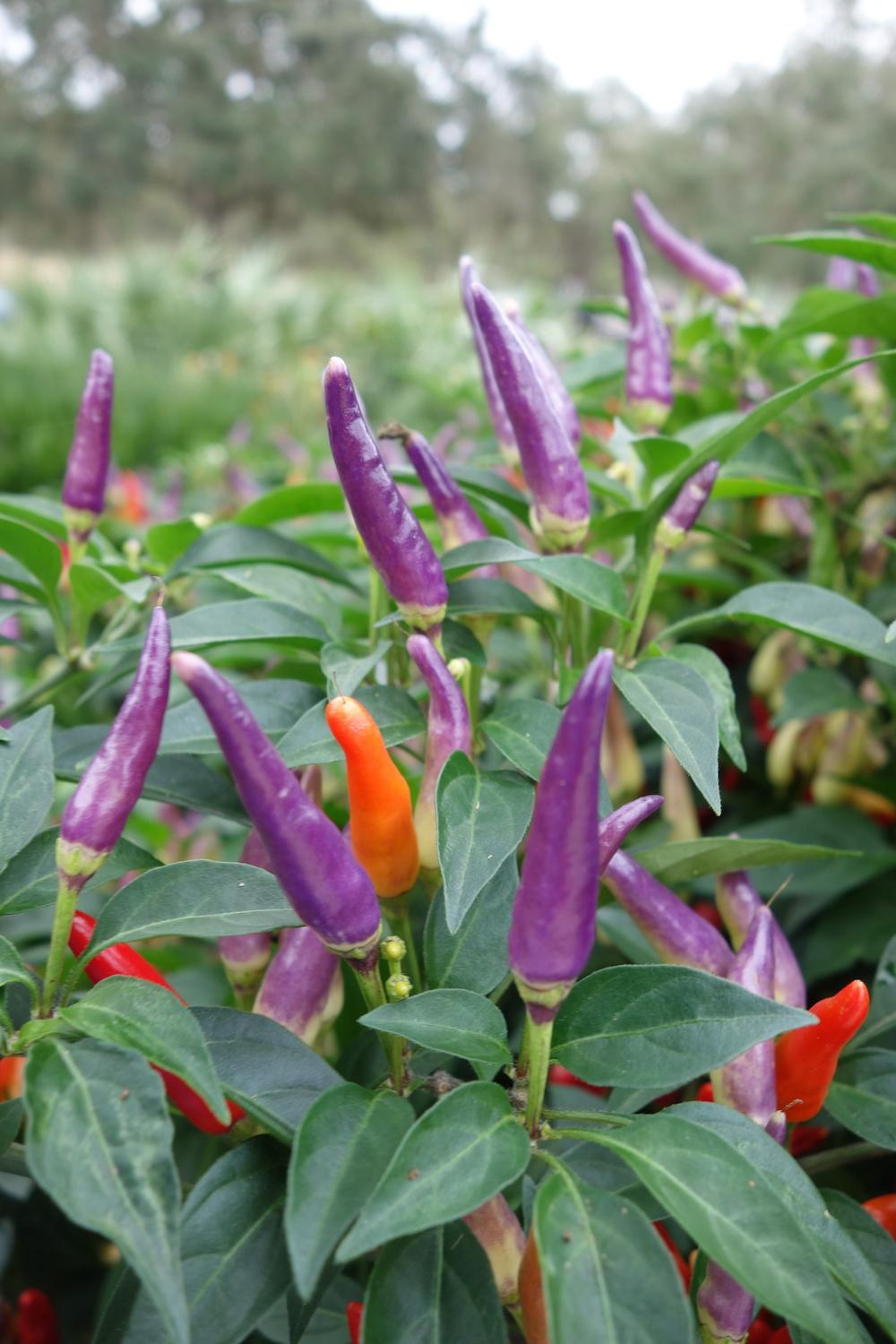 Photo of the fruit of Ornamental Pepper (Capsicum annuum 'Sangria ...