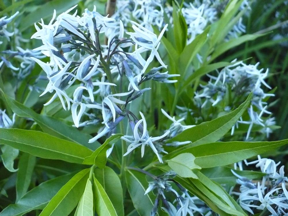 Photo of the bloom of Willow Amsonia (Amsonia tabernaemontana) posted ...