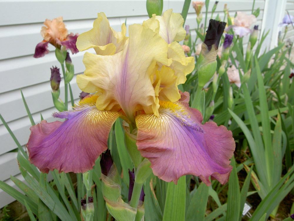 Show us your Blended Color irises in the Irises forum - Garden.org