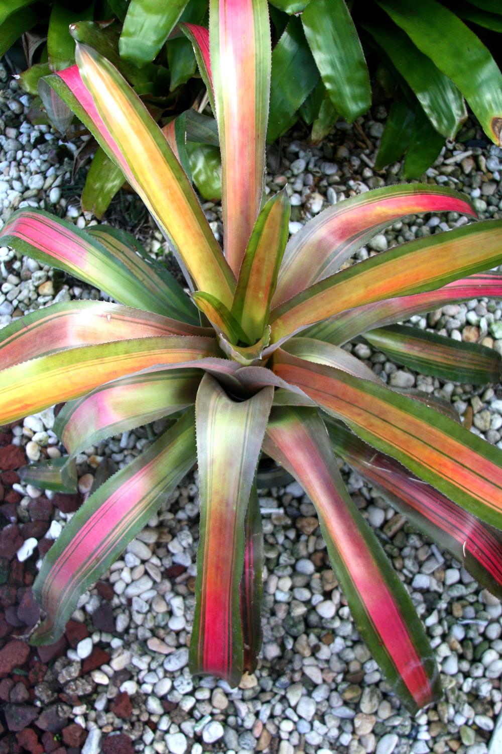 Photo of the entire plant of Bromeliad (Aechmea lueddemanniana 'Alvarez ...