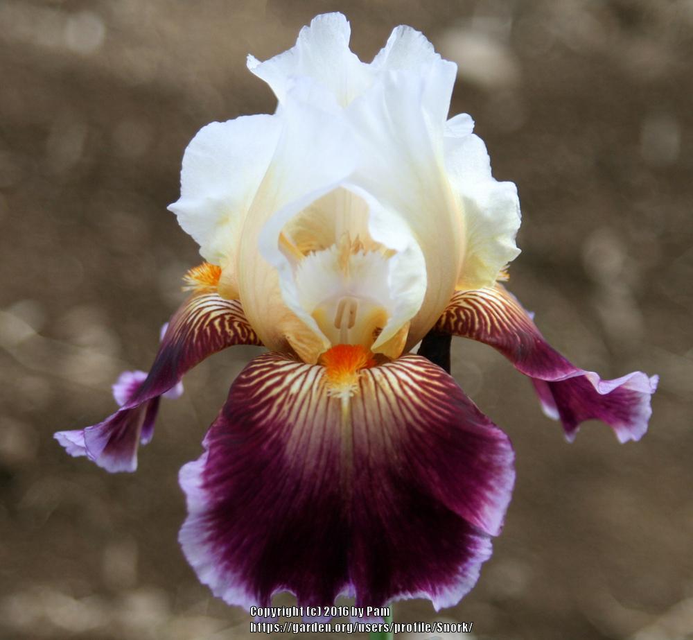Show us your Blended Color irises in the Irises forum - Garden.org