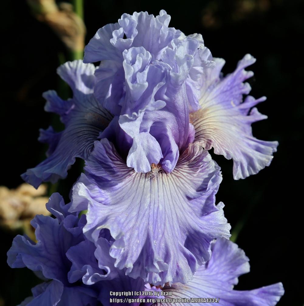 Photo of the bloom of Tall Bearded Iris (Iris 'Ocean Liner') posted by ...