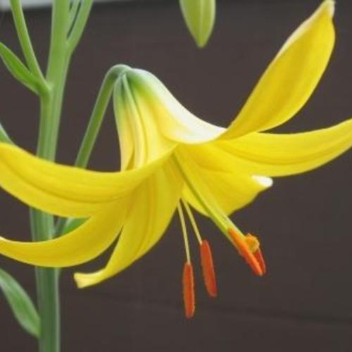 Lemon Lily (Lilium parryi) in the Lilies Database - Garden.org