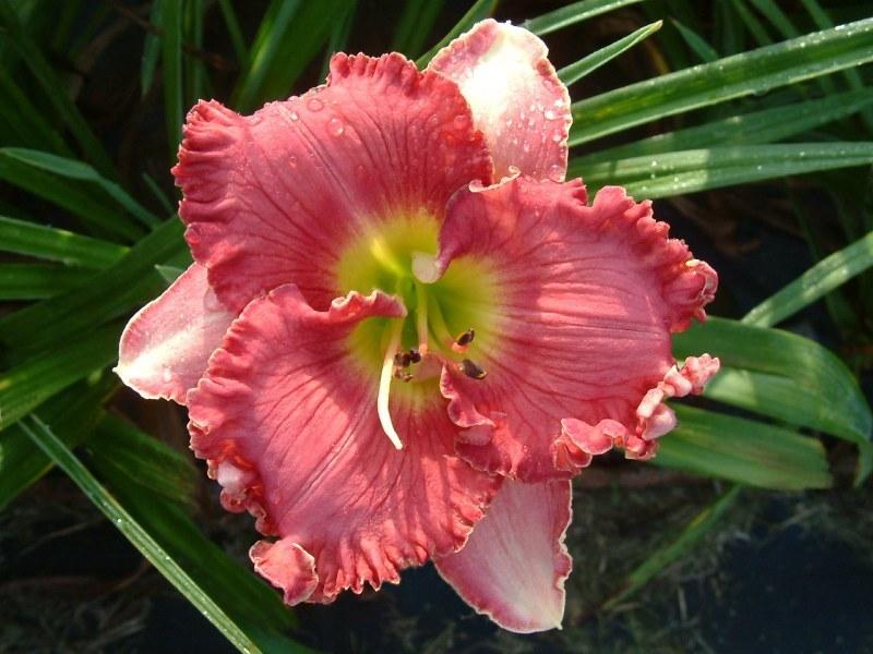 Photo of the bloom of Daylily (Hemerocallis 'Pink Hawaiian Sunset ...