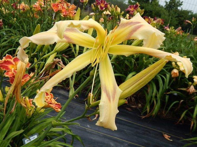 Photo of the bloom of Daylily (Hemerocallis 'Spider Silk') posted by ...