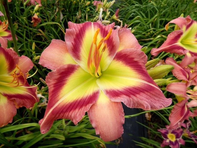 Daylily (Hemerocallis 'Red Lips and Rosy Cheeks') in the Daylilies Database - Garden.org