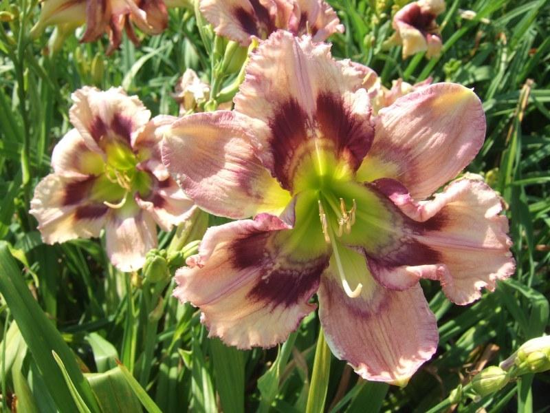 Daylily (Hemerocallis 'Kaleidoscope Kisses') in the Daylilies Database - Garden.org