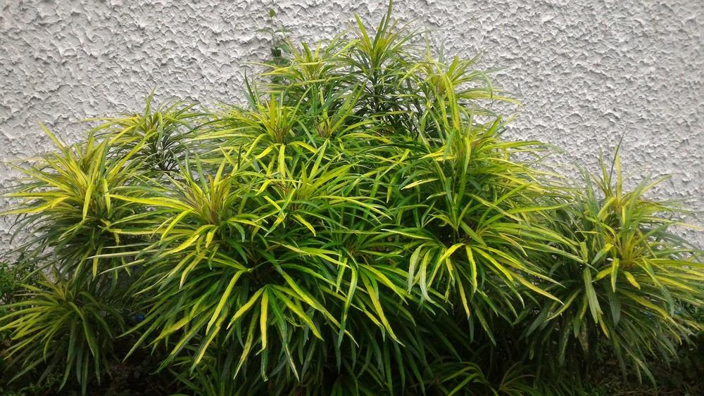 Golden Miagos (Osmoxylon lineare 'Variegata') - Garden.org