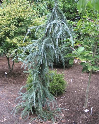 Contorted Deodar Cedar (Cedrus deodara 'Blue Snake') - Garden.org