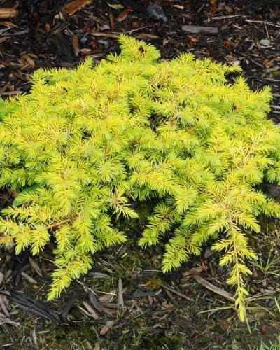 Juniperus rigida subsp. conferta 'All Gold' - Garden.org