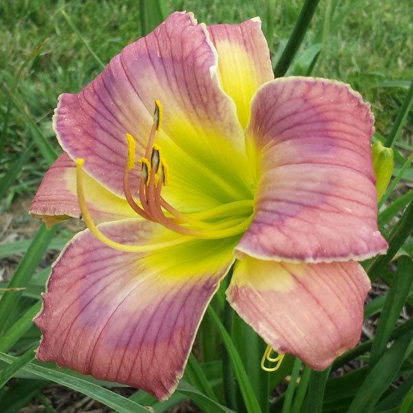 Daylily (Hemerocallis 'Seaside Sunset') in the Daylilies Database ...