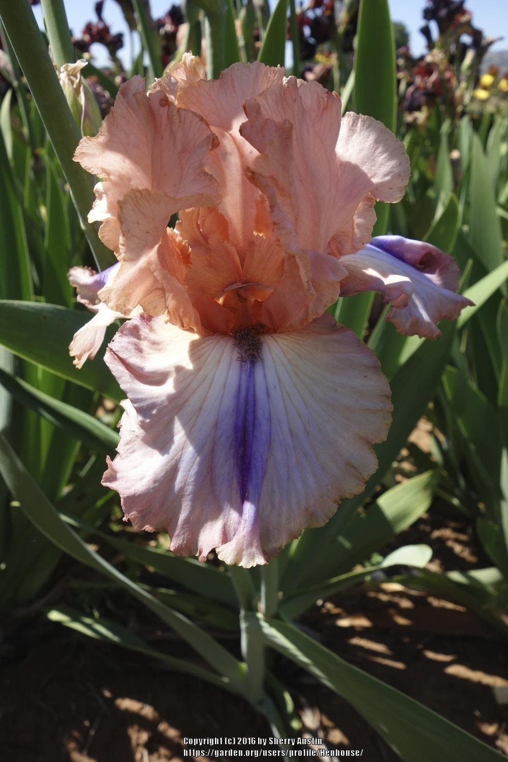 Photo of the bloom of Tall Bearded Iris (Iris 'First Prize') posted by ...