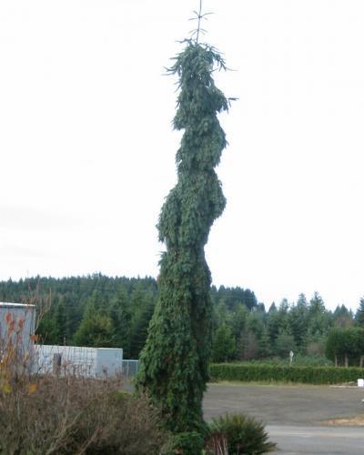 Noble Fir (Abies procera 'Delbar’s Cascade') - Garden.org