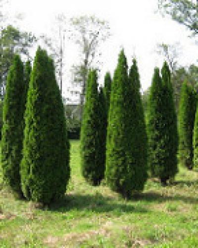 Photo of the entire plant of American Arborvitae (Thuja occidentalis ...