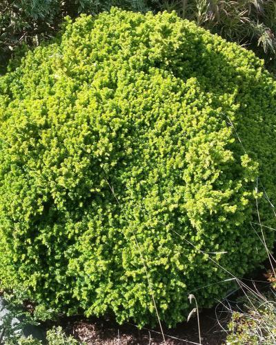 Japanese Cedar (Cryptomeria japonica 'Compressa') - Garden.org