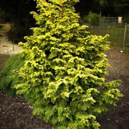 Canadian Hemlock (Tsuga canadensis 'Everitt Golden') - Garden.org