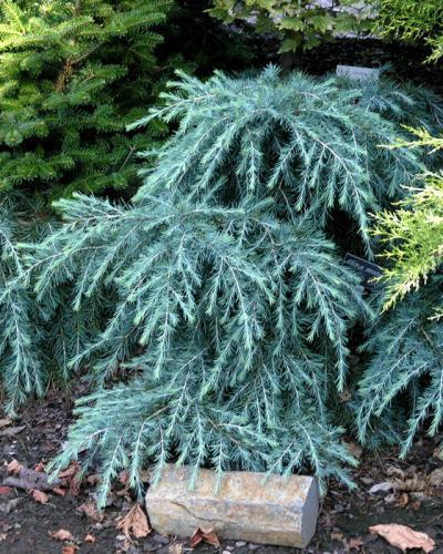 Photo of the entire plant of Deodar Cedar (Cedrus deodara 'Feelin' Blue ...