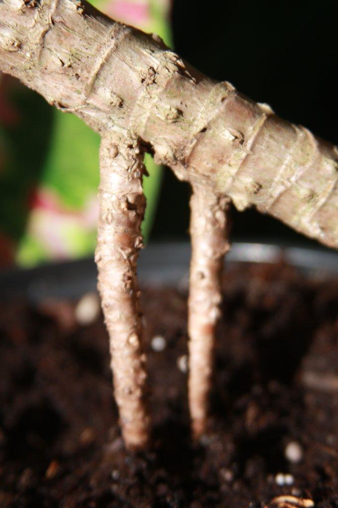 Aerial roots on ti plant? in the Tropicals forum - Garden.org