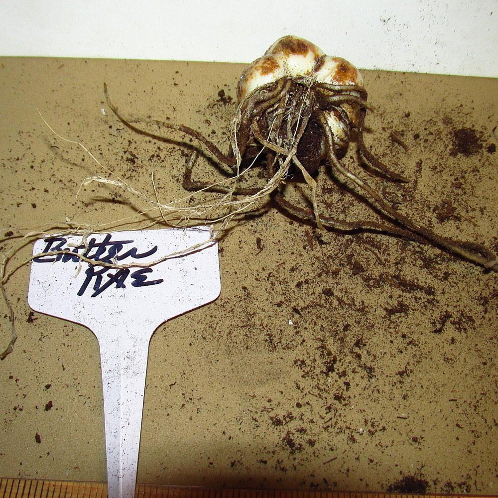 Photo of the roots of Lily (Lilium 'Butter Pixie') posted by jmorth ...