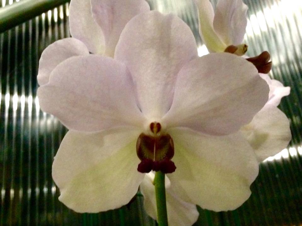 Photo of the bloom of Orchid (Papilionanda Esther Araneta Pure White ...