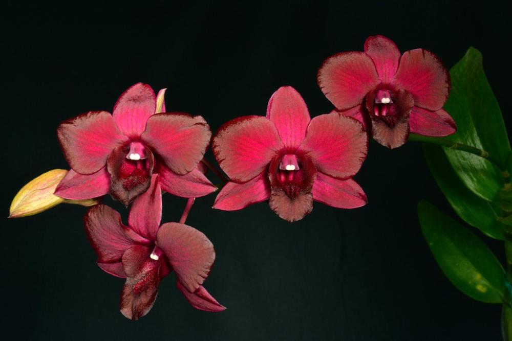 Orchid (Dendrobium Exotic Ruby 'Purple Passion') - Garden.org