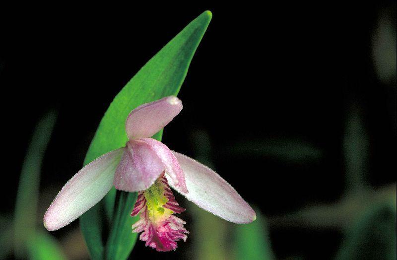 Photo of the bloom of Rose Pogonia (Pogonia ophioglossoides) posted by ...