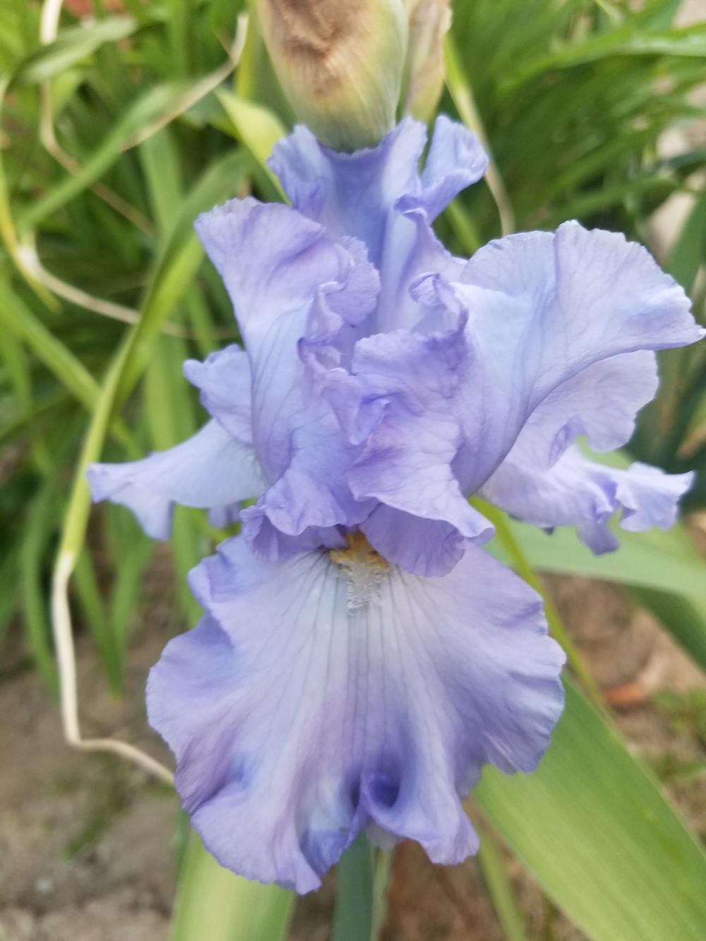 Photo of the bloom of Tall Bearded Iris (Iris 'Absolute Treasure ...