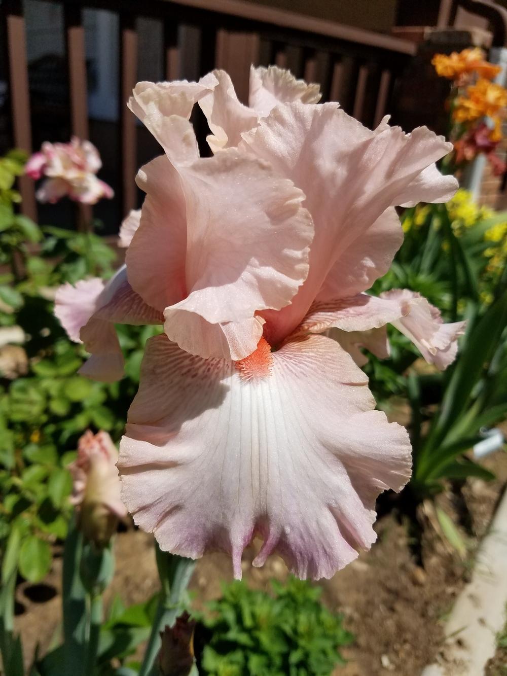Tall Bearded Iris (Iris 'Alexis') in the Irises Database - Garden.org