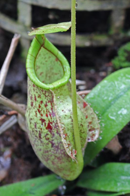 Nepenthes (Nepenthes mirabilis) - Garden.org
