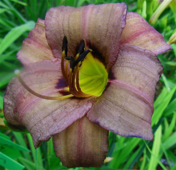 Daylily (Hemerocallis 'Plain Brown Wrapper') in the Daylilies Database ...