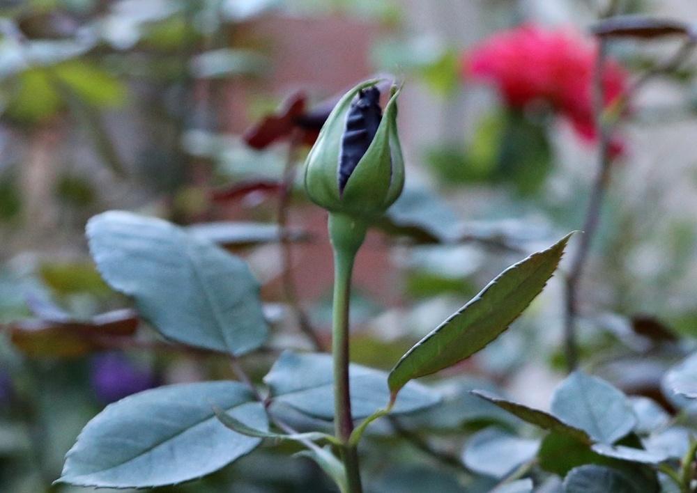 Photo of the closeup of buds, sepals and receptacles of Rose (Rosa 'Deep Secret') posted by ...