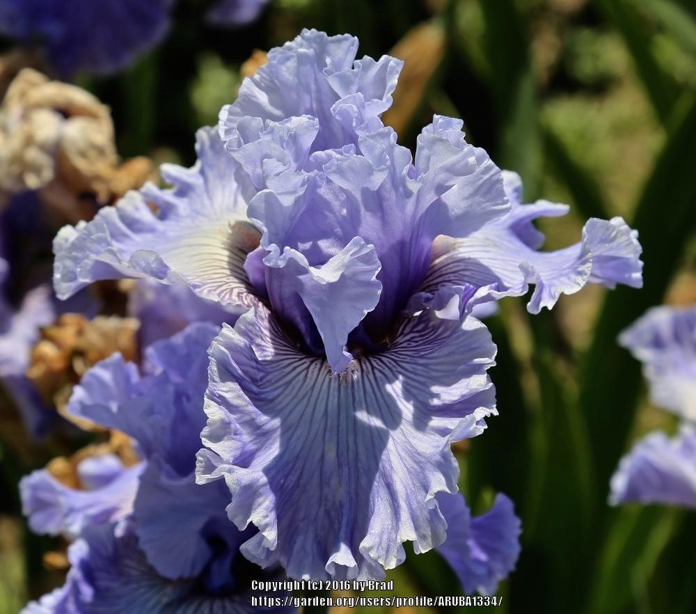 Photo of the bloom of Tall Bearded Iris (Iris 'Ocean Liner') posted by ...