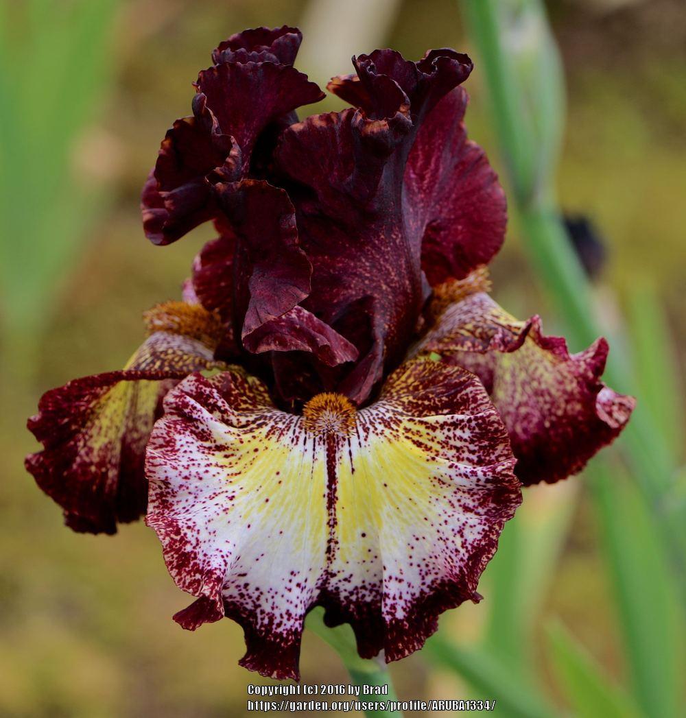 Photo of the bloom of Tall Bearded Iris (Iris 'Vista Point') posted by ...