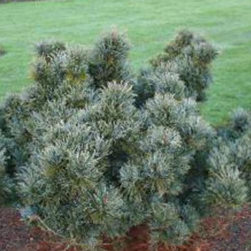 Dwarf Siberian Pine (Pinus pumila 'Jeddeloh') - Garden.org
