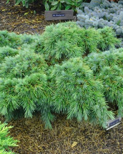 Cedar of Lebanon (Cedrus libani 'Katere') - Garden.org