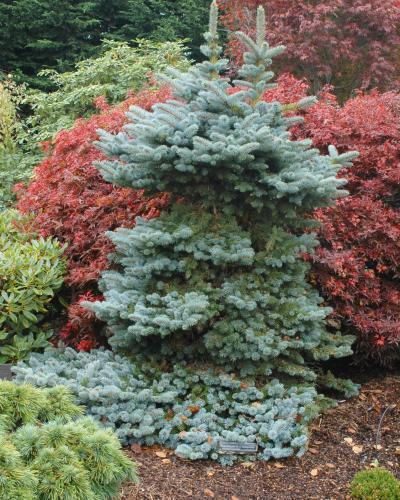 Photo of the entire plant of Blue Spruce (Picea pungens 'R.H ...