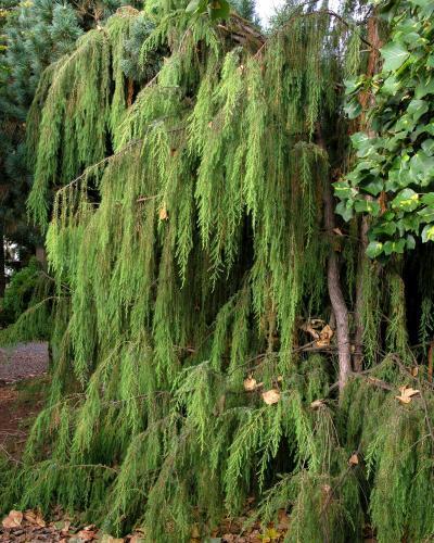 Photo of the entire plant of Weeping Temple Juniper (Juniperus rigida ...