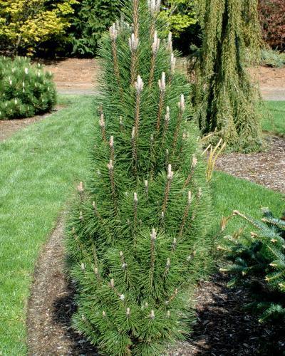 European Black Pine (Pinus nigra 'Komet') - Garden.org