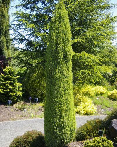 Common Juniper (Juniperus communis 'Lemon Spire') - Garden.org