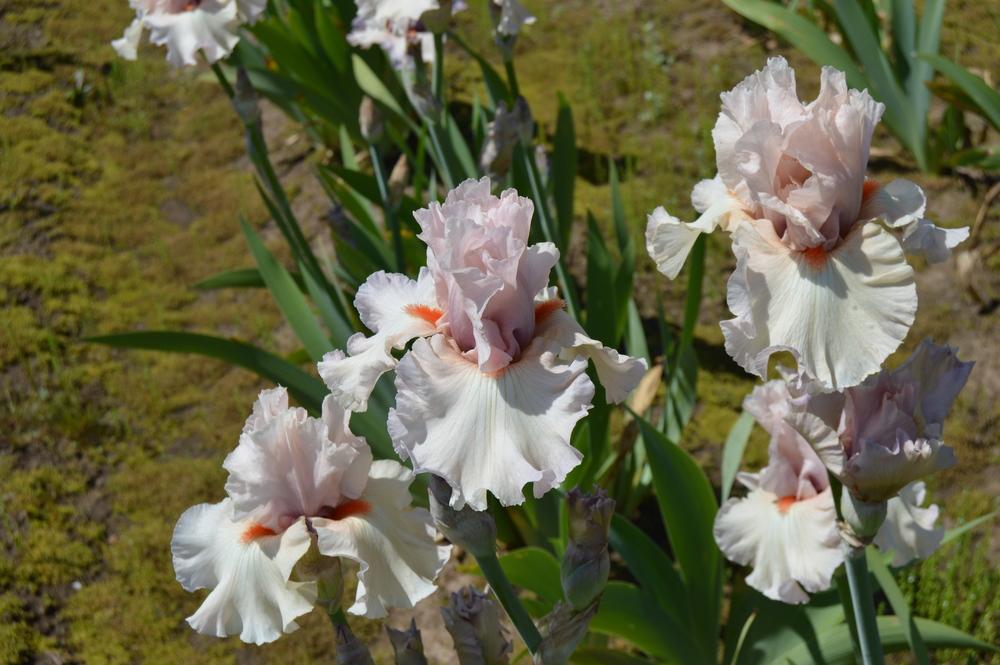 Photo of the bloom of Tall Bearded Iris (Iris 'Peacekeeper') posted by KentPfeiffer - Garden.org