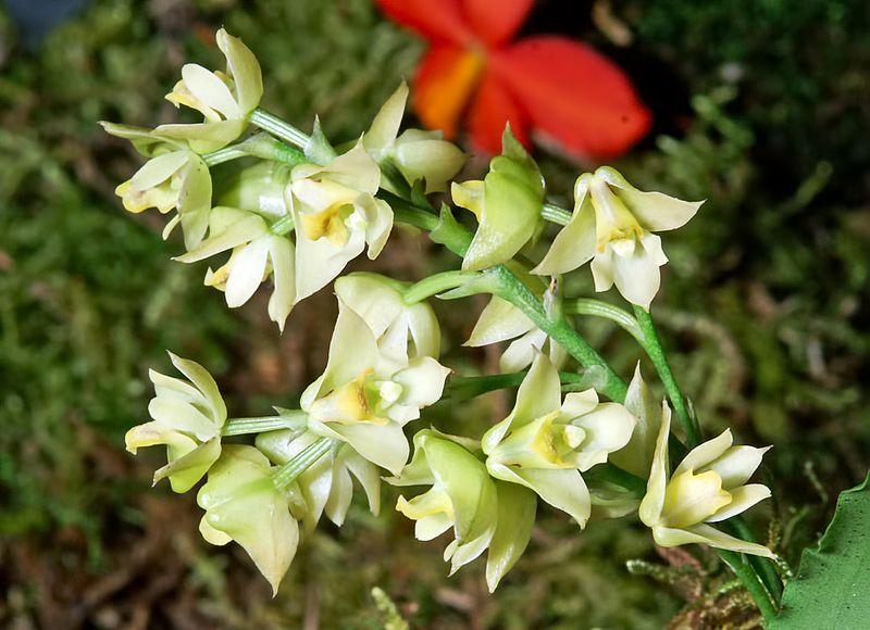 Orchid (Polystachya cultriformis) - Garden.org