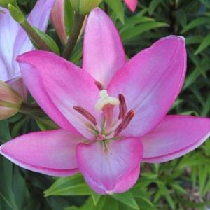 Lily (Lilium 'Albufeira') in the Lilies Database - Garden.org