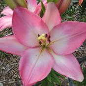 Lily (Lilium 'Albufeira') in the Lilies Database - Garden.org