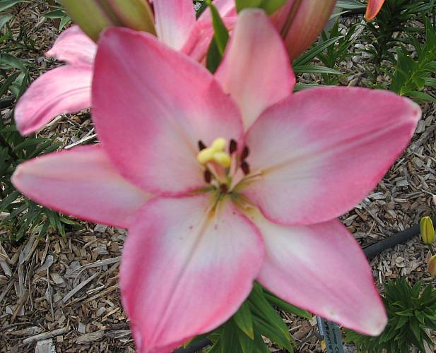 Photo of the bloom of Lily (Lilium 'Albufeira') posted by BUGGYCRAZY ...